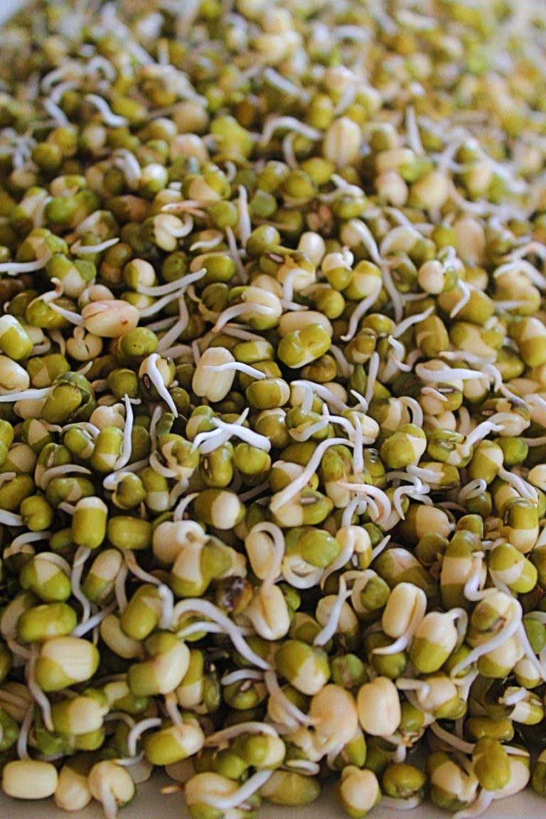 A Complete Guide To Sprouting Beans And Legumes - Living Smart And Healthy