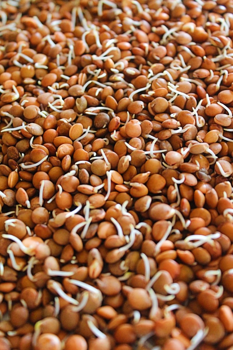A Complete Guide To Sprouting Beans And Legumes - Living Smart And Healthy